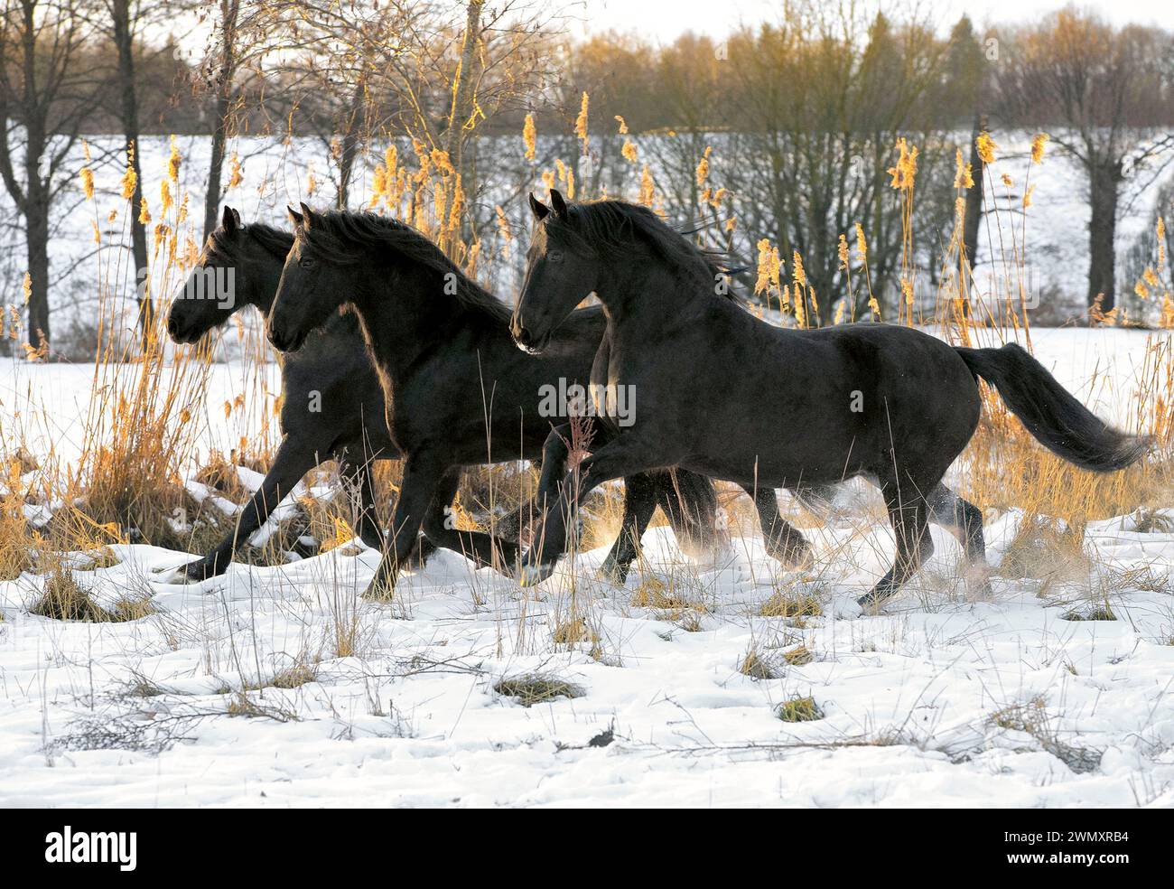 Friese hengst schnee -Fotos und -Bildmaterial in hoher Auflösung – Alamy