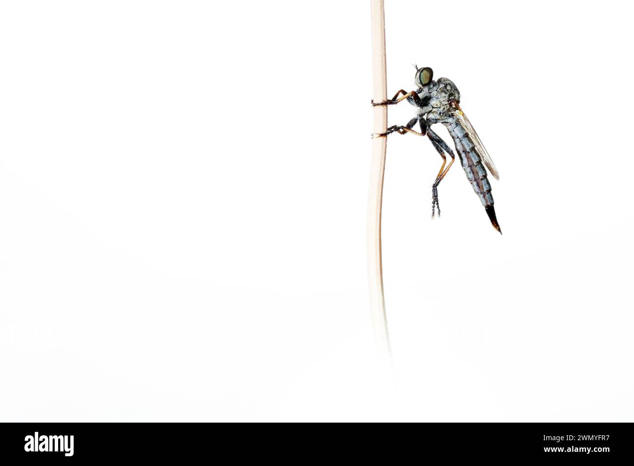 Fliegen morphologie Ausgeschnittene Stockfotos und -bilder - Alamy