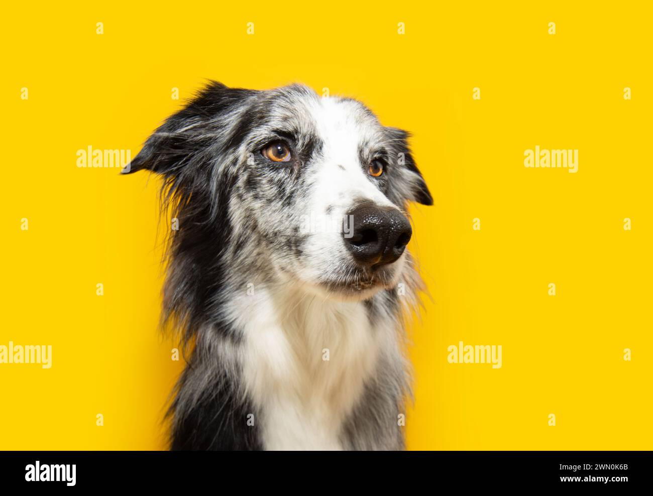 Perfil de border collie -Fotos und -Bildmaterial in hoher Auflösung – Alamy