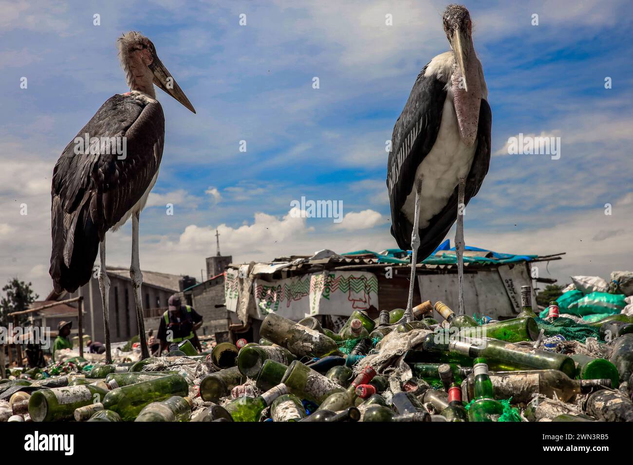 Nairobi, KENIA. Februar 2024. Die Marabou Stock Birds plündern die ...