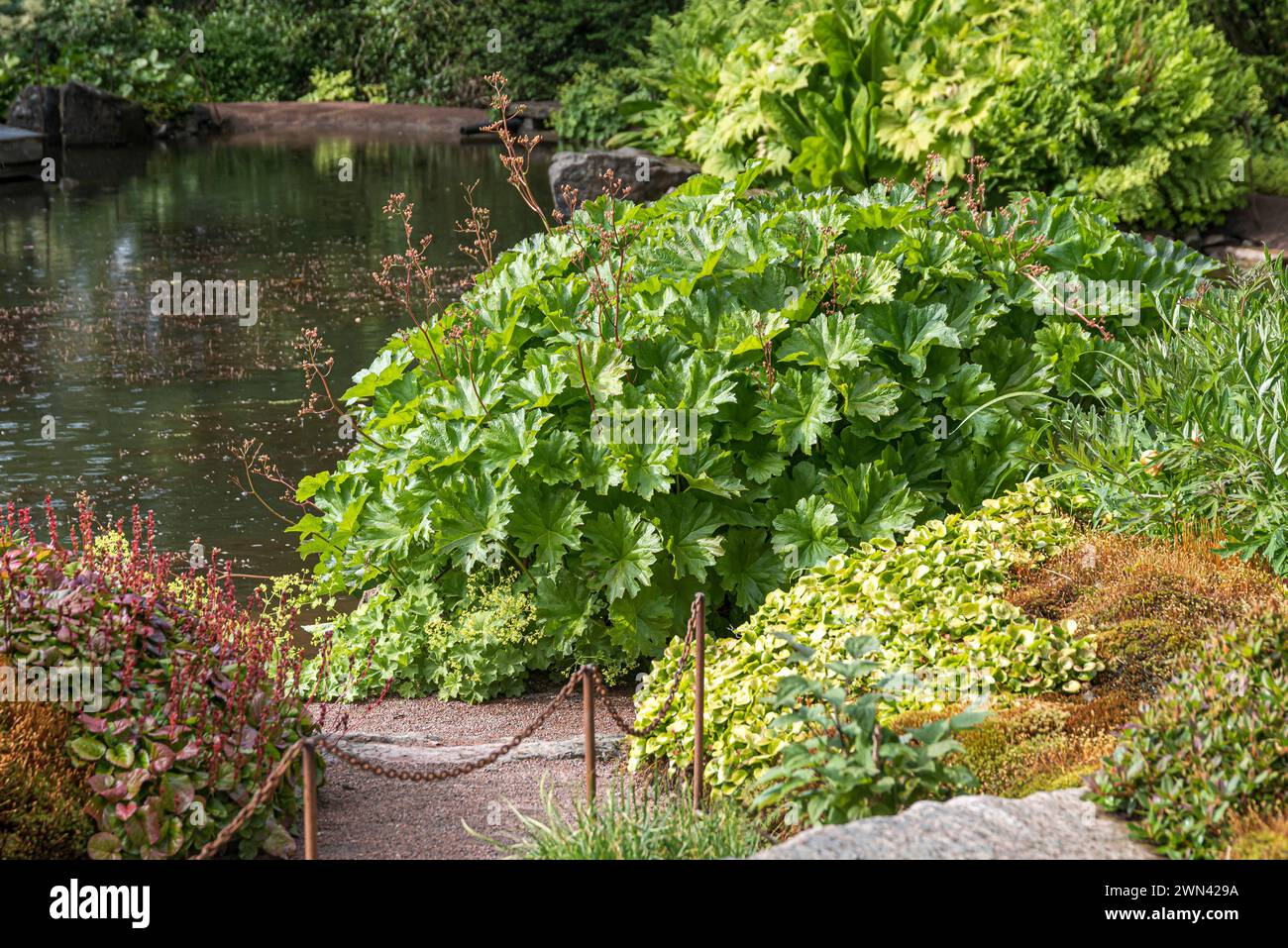 Darmera peltata oder peltiphyllum peltatum -Fotos und -Bildmaterial in ...