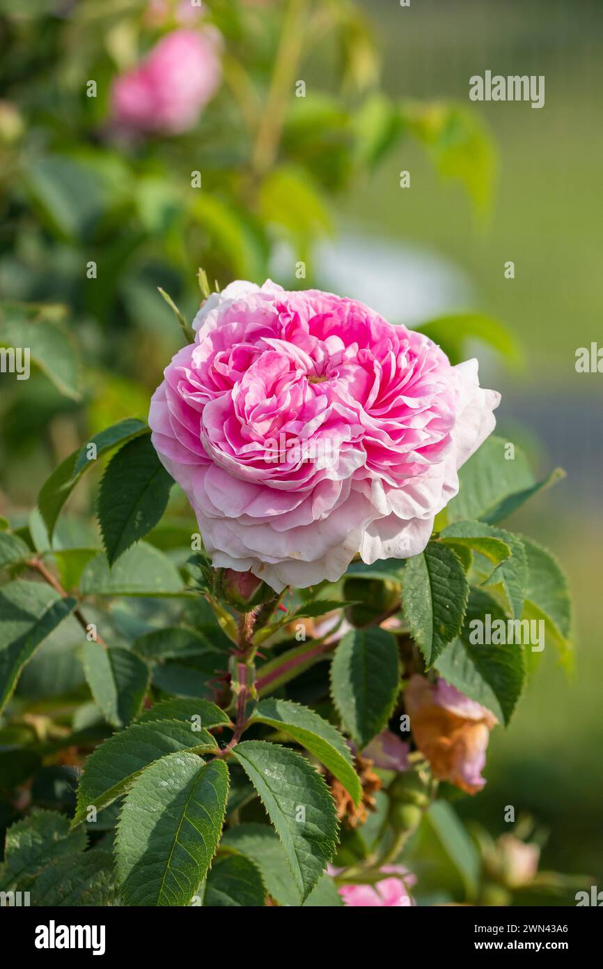 Konigin Von Danemark Rose