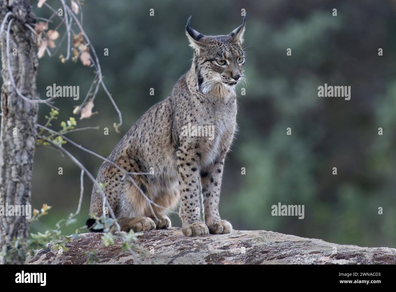 Spanischer luchs lynx pardinus -Fotos und -Bildmaterial in hoher ...