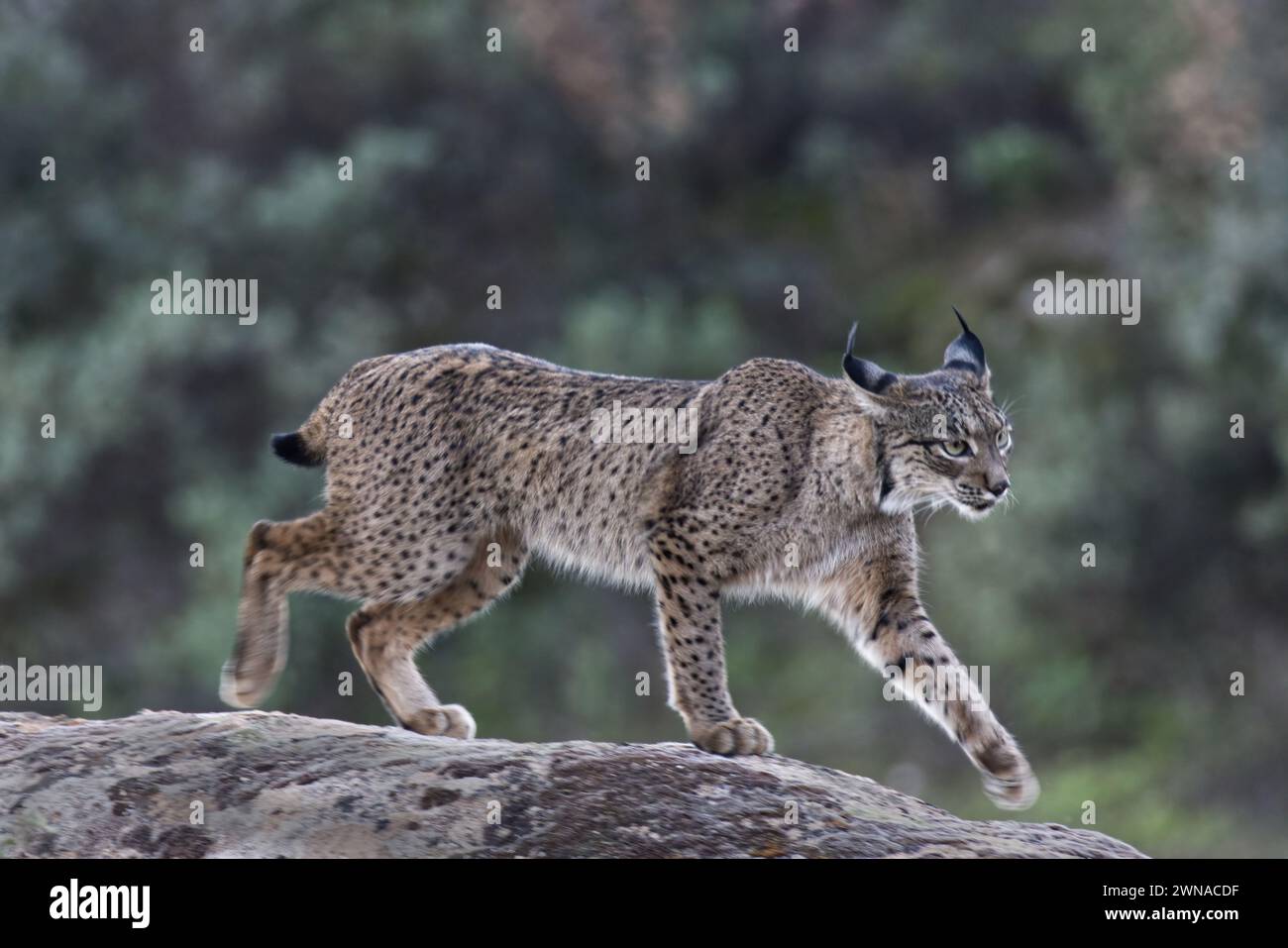 Iberische katze -Fotos und -Bildmaterial in hoher Auflösung – Alamy