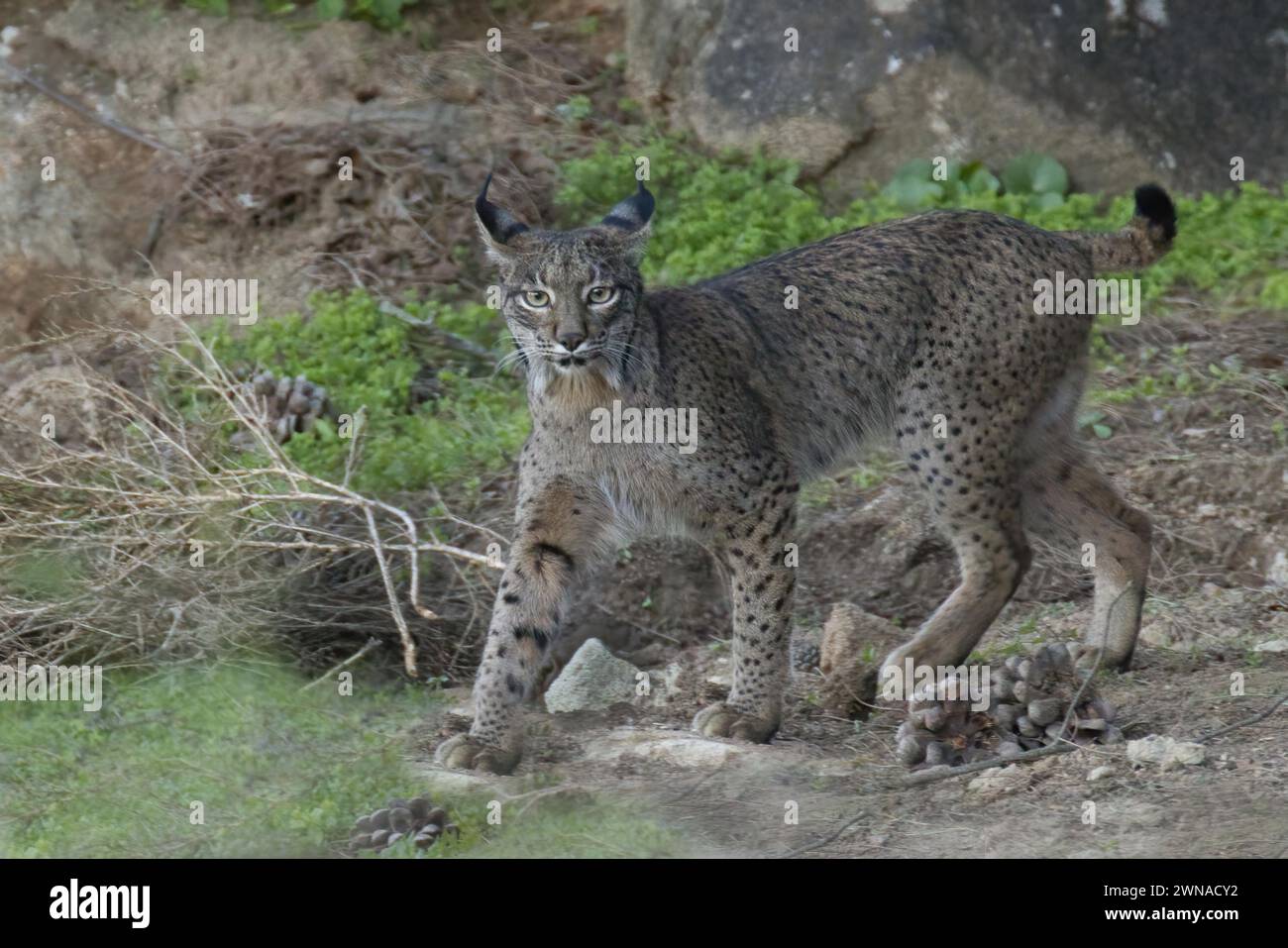 Iberische katze -Fotos und -Bildmaterial in hoher Auflösung – Alamy