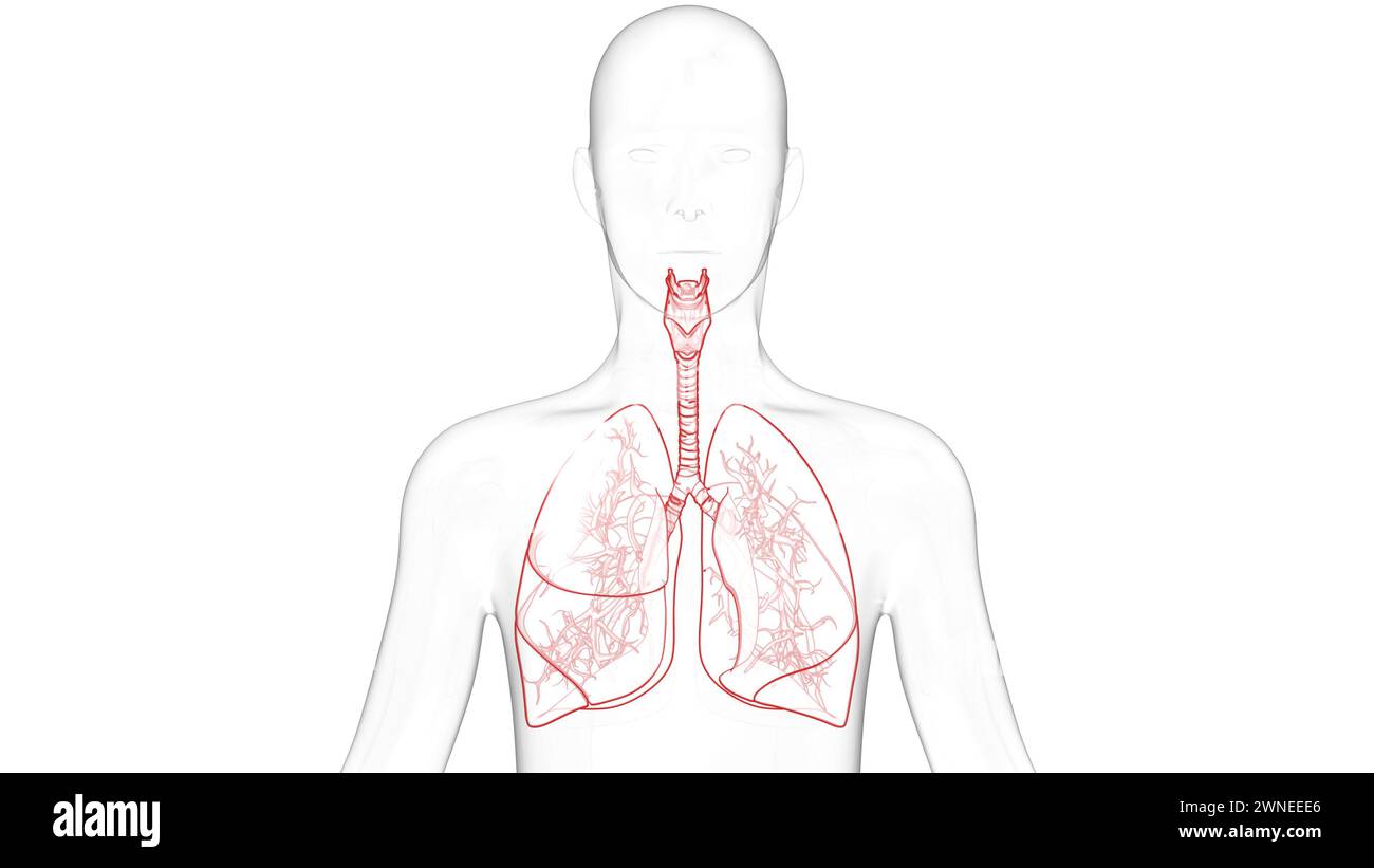 Menschliche Atmungssystem Lungen Anatomie Stockfotografie - Alamy