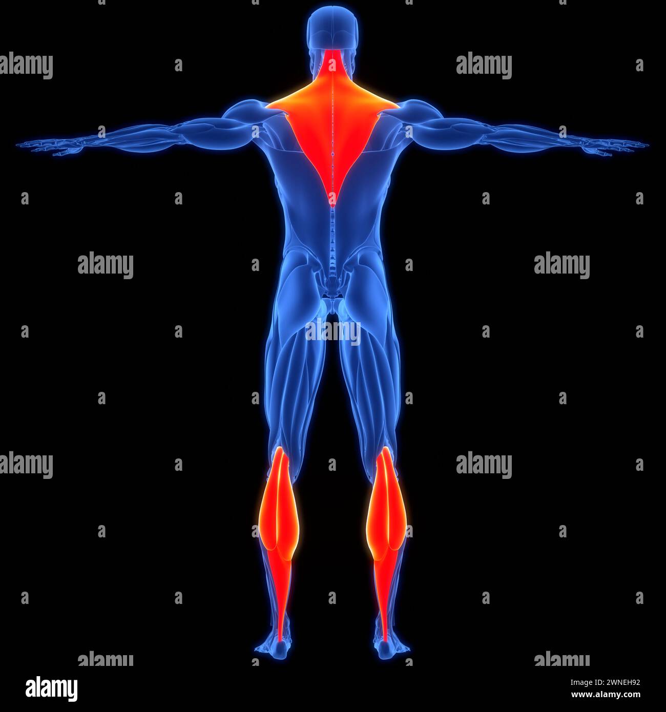 Gastrocnemius muscle -Fotos und -Bildmaterial in hoher Auflösung – Alamy