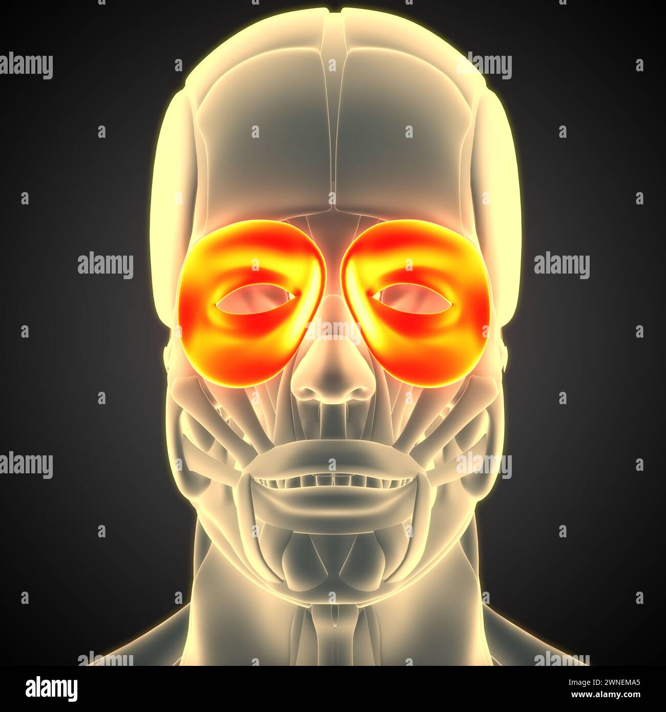 Musculus orbicularis oculi -Fotos und -Bildmaterial in hoher Auflösung ...