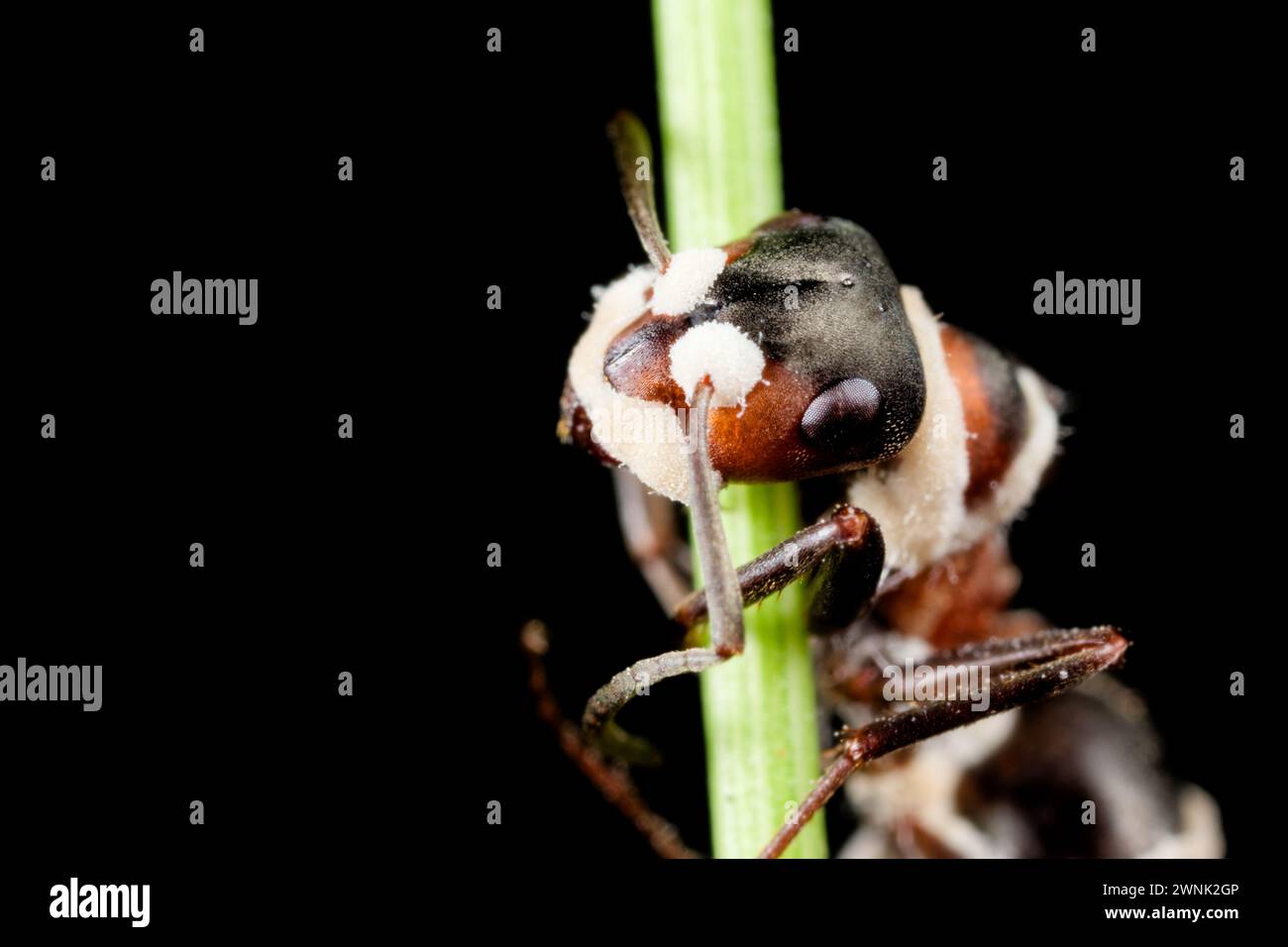 Zombie ameisenpilz -Fotos und -Bildmaterial in hoher Auflösung – Alamy