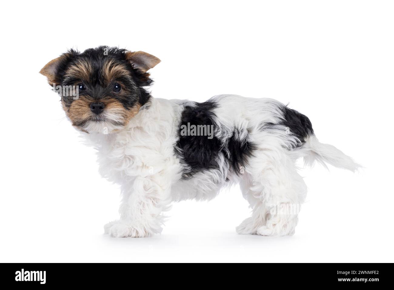 Biewer terrier -Fotos und -Bildmaterial in hoher Auflösung – Alamy