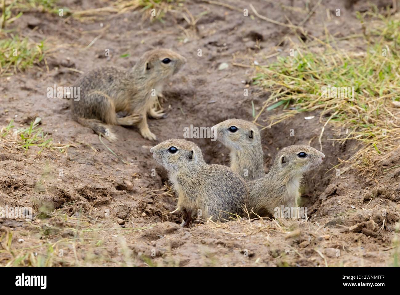 Syslovisko biele vody -Fotos und -Bildmaterial in hoher Auflösung – Alamy