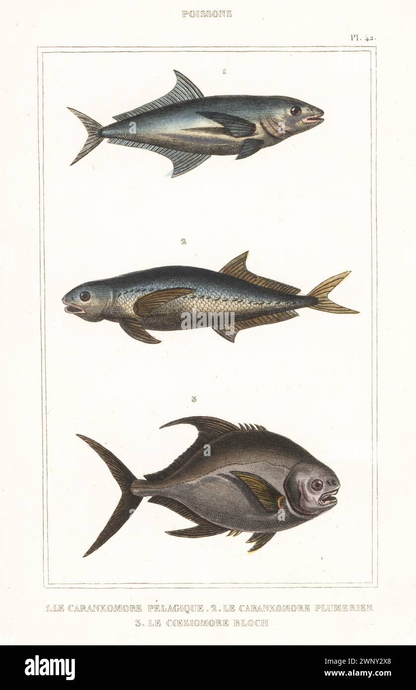 Pompano dolphinfish -Fotos und -Bildmaterial in hoher Auflösung – Alamy