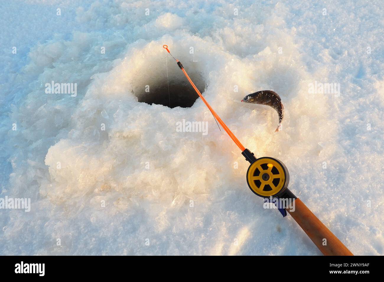 Tiefgefrorener kleiner Barsch auf Schnee und Eis. Fang beim ...