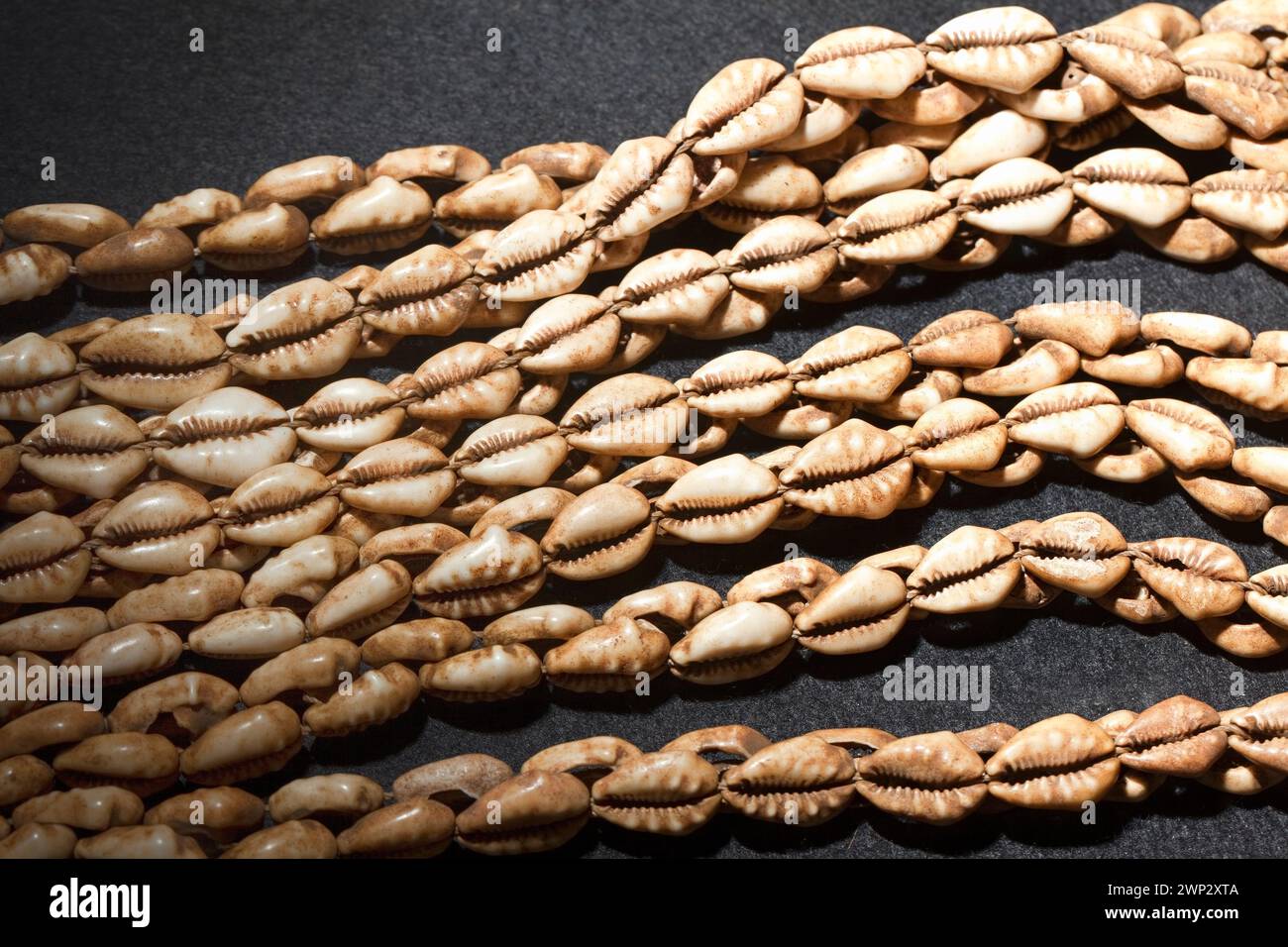 Monetaria moneta -Fotos und -Bildmaterial in hoher Auflösung – Alamy