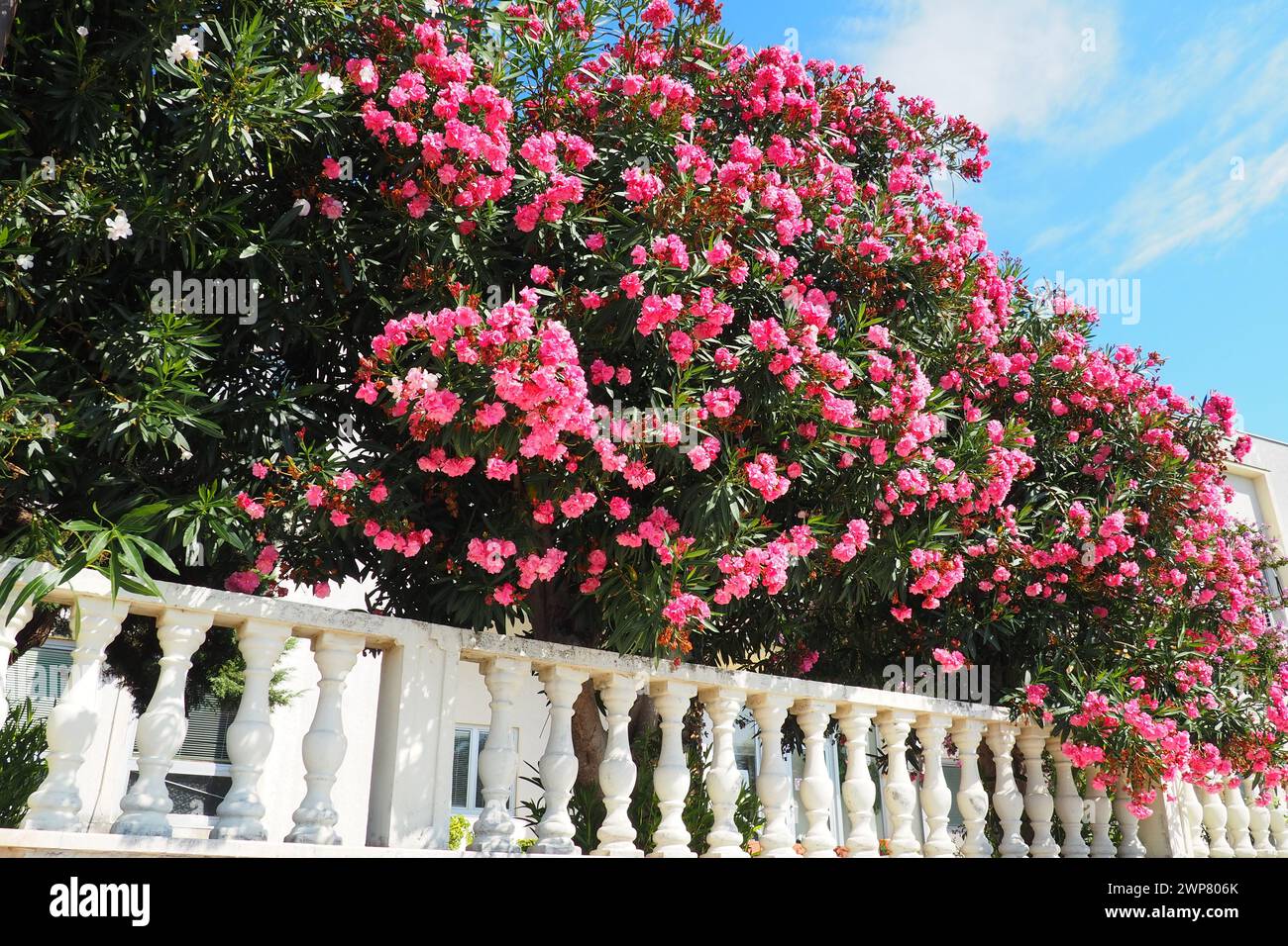 Oleander, Nerium Oleander Apocynaceae, ist ein giftiger Sträucher. Es ...