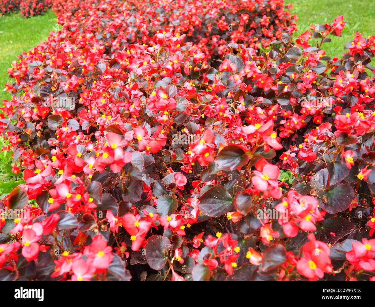 Begonia x semperflorens-cultorum. Wachsbegonien sind ein sehr beliebtes ...