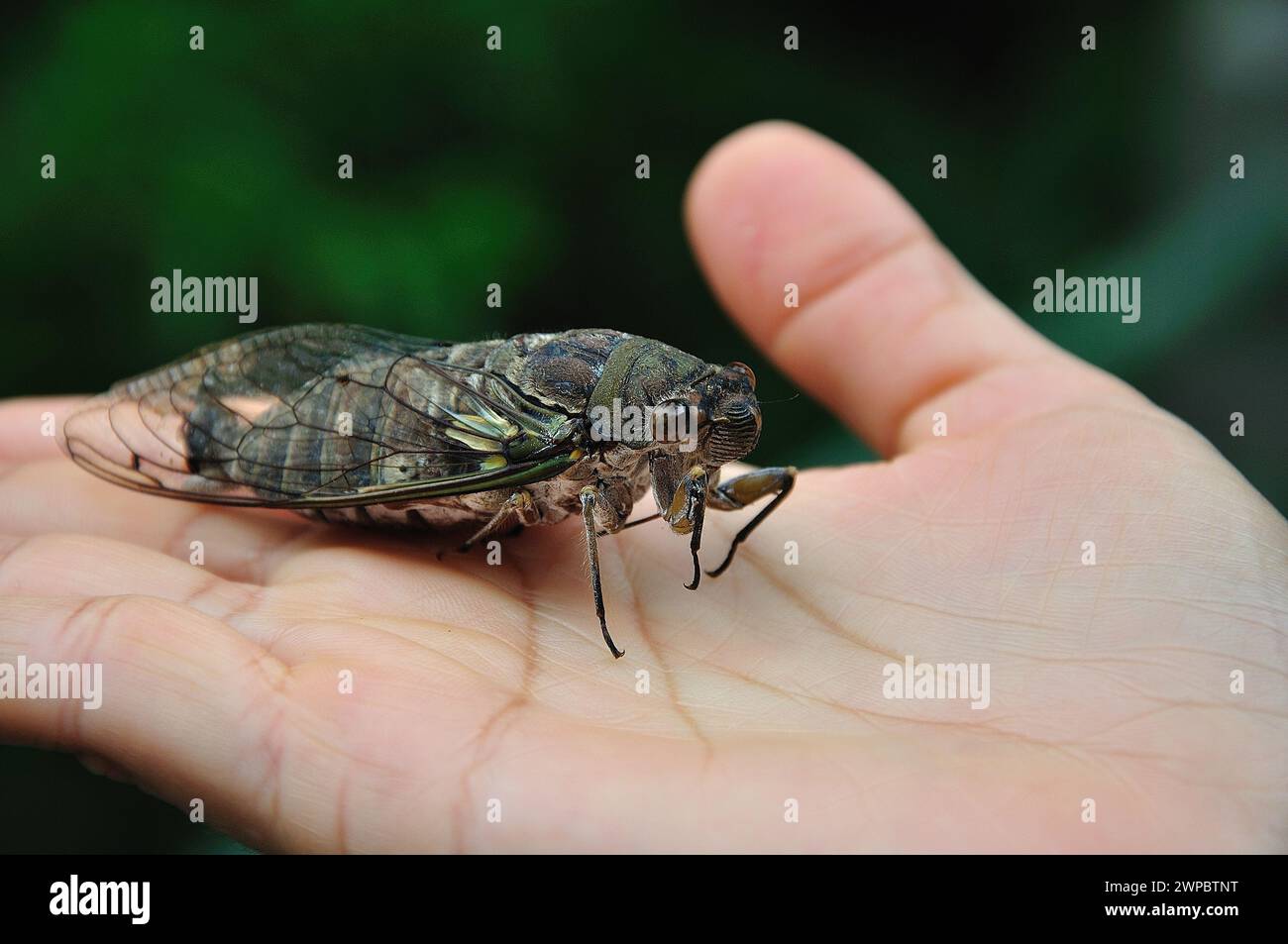 Zikade zur hand -Fotos und -Bildmaterial in hoher Auflösung – Alamy