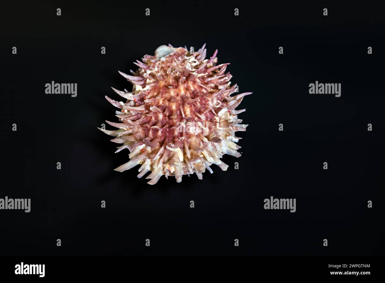Spiny shell -Fotos und -Bildmaterial in hoher Auflösung – Alamy