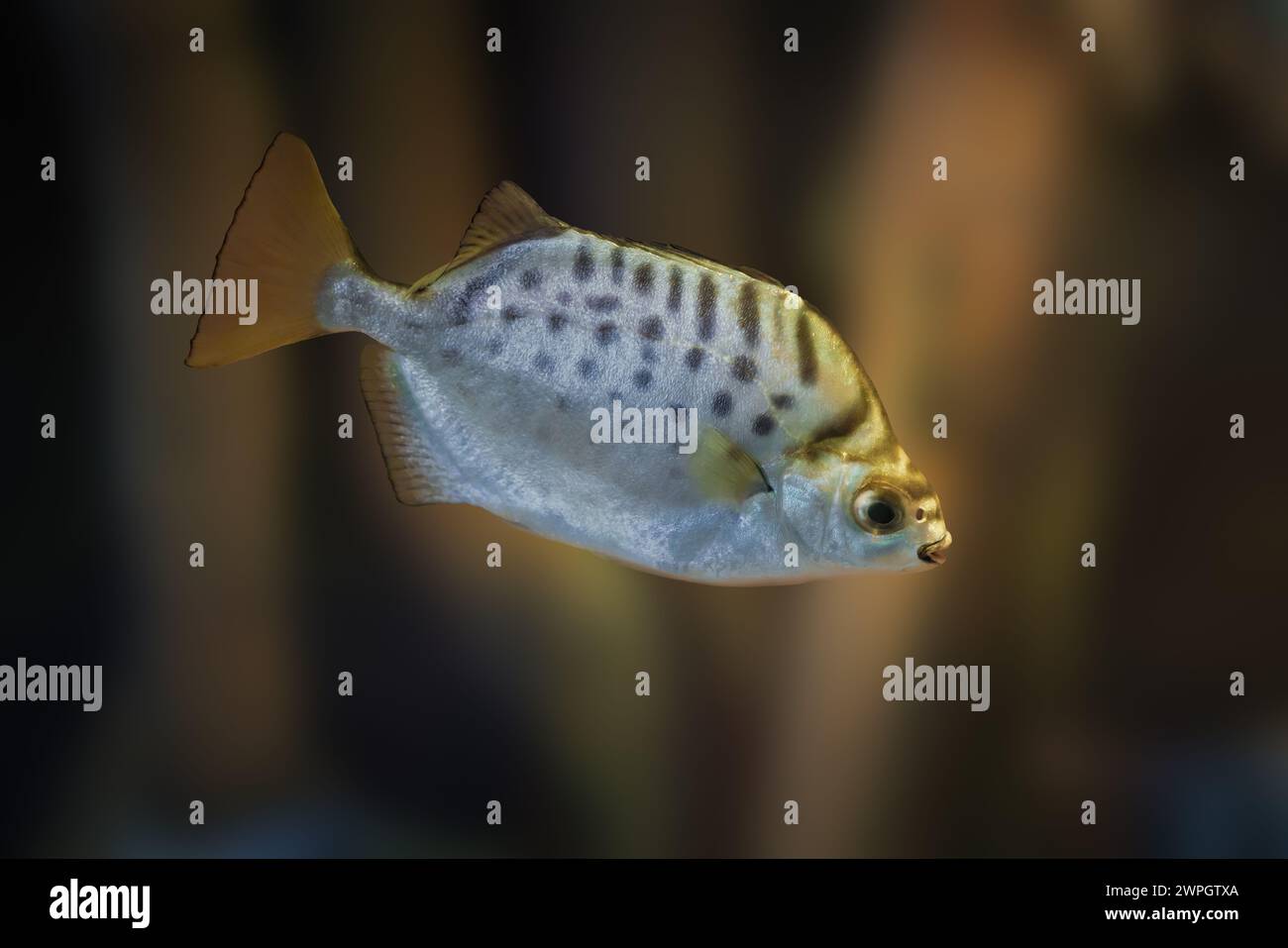 Gefleckter butterfisch -Fotos und -Bildmaterial in hoher Auflösung – Alamy