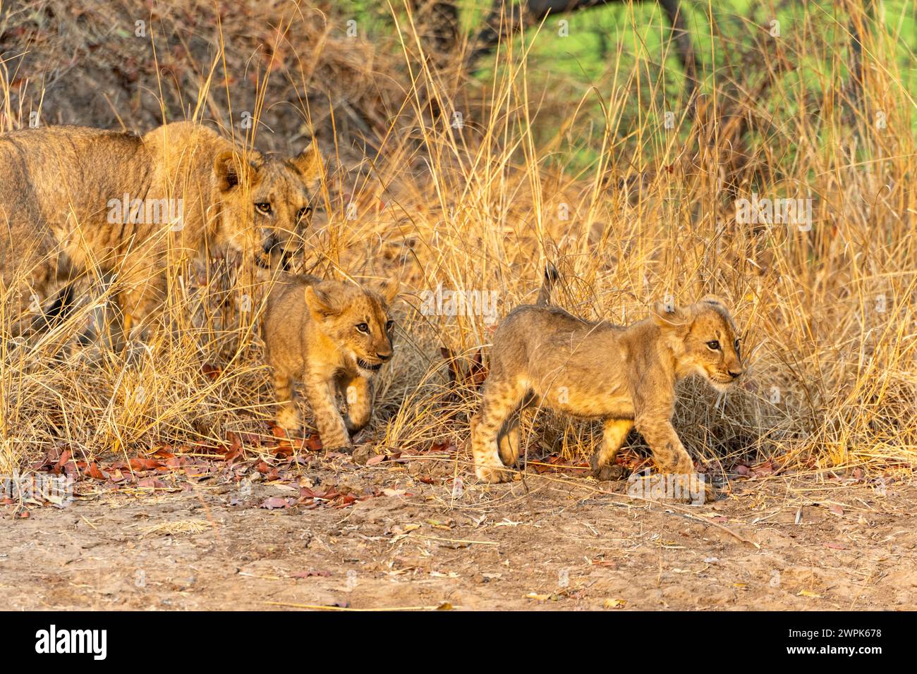 Eine Löwin (Panthera leo) mit ihren beiden Jungen, die aus dem Gestrüpp ...