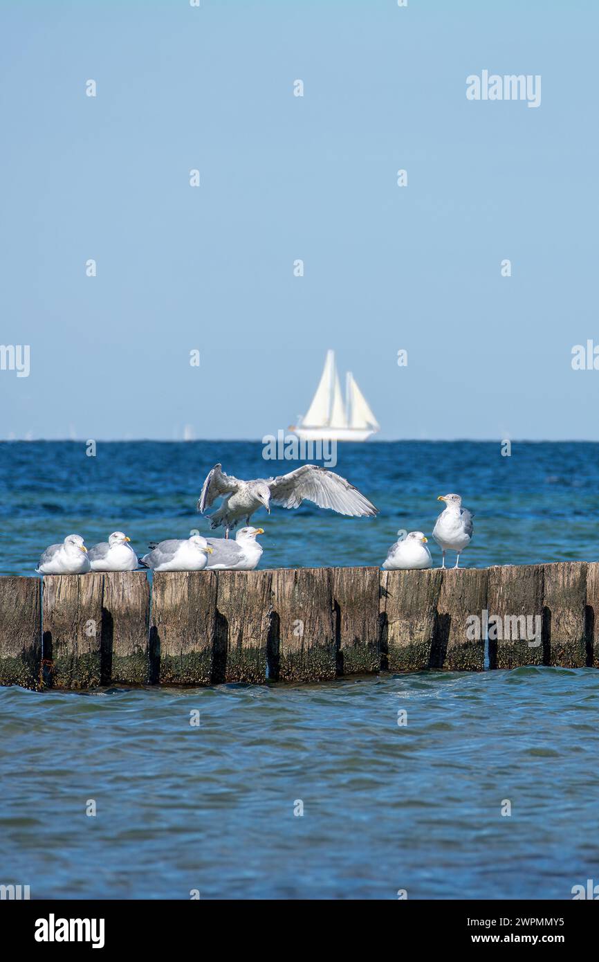 Möwen sitzen auf dem pfosten -Fotos und -Bildmaterial in hoher ...