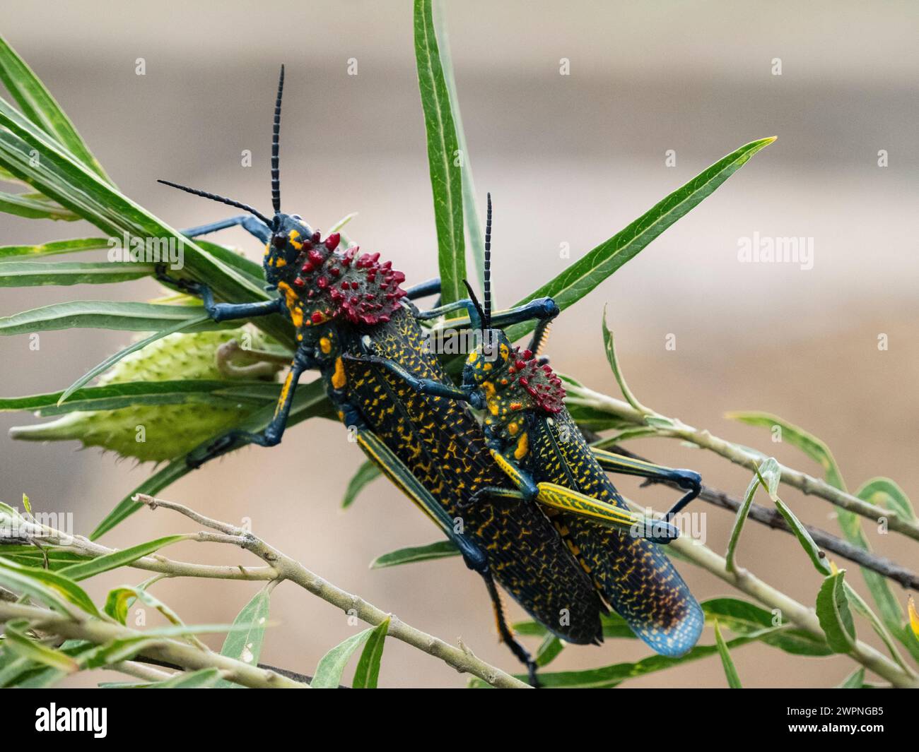 Regenbogenmilchweed Heuschrecken, Phymateus saxosus, Anja Community ...