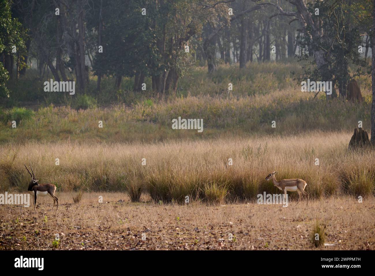 Buck bild -Fotos und -Bildmaterial in hoher Auflösung – Alamy