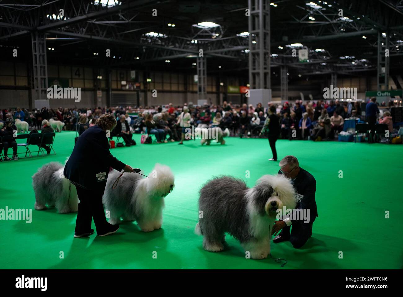 Handler mit ihrem Old English Sheepdog im Showring während des dritten ...