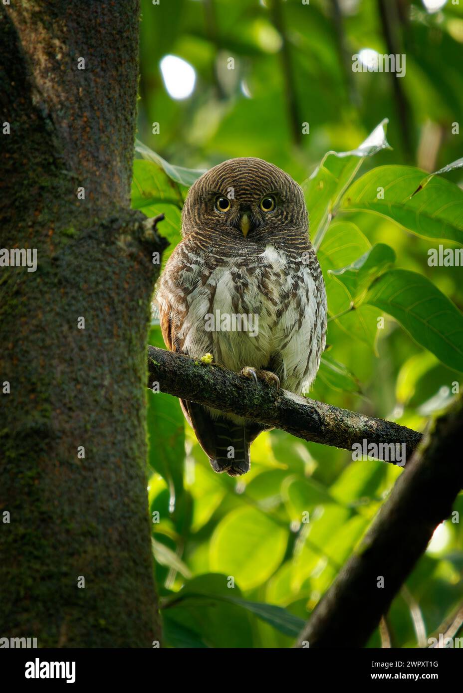 Nasse eule -Fotos und -Bildmaterial in hoher Auflösung – Alamy