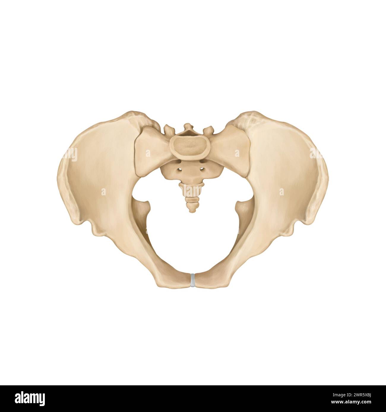 Anatomy female pelvis Ausgeschnittene Stockfotos und -bilder - Alamy