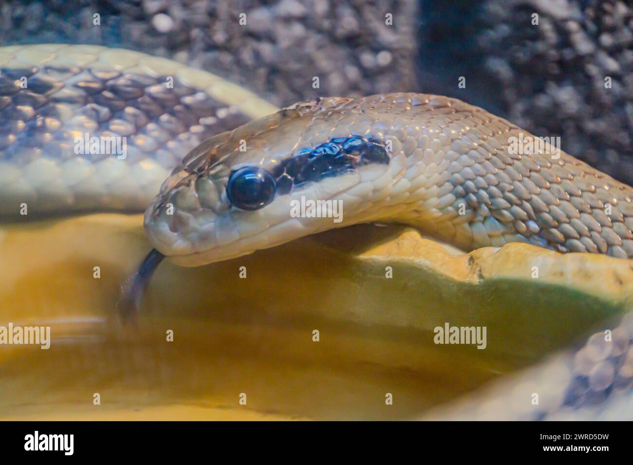 Gelbe schlange umwickelt baum -Fotos und -Bildmaterial in hoher ...
