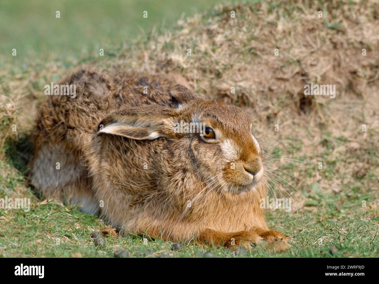 Rspb naturschutzgebiet loch gruinart -Fotos und -Bildmaterial in hoher ...