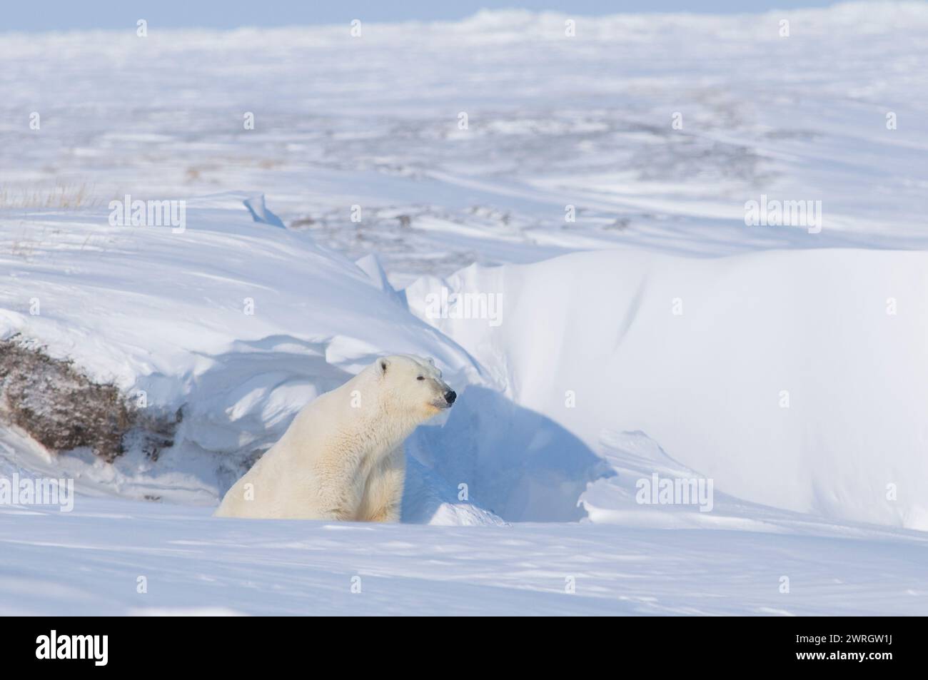 Eisbären Ursus maritimus Sau mit Frühlingsjungen, die im Spätwinterzeit ...