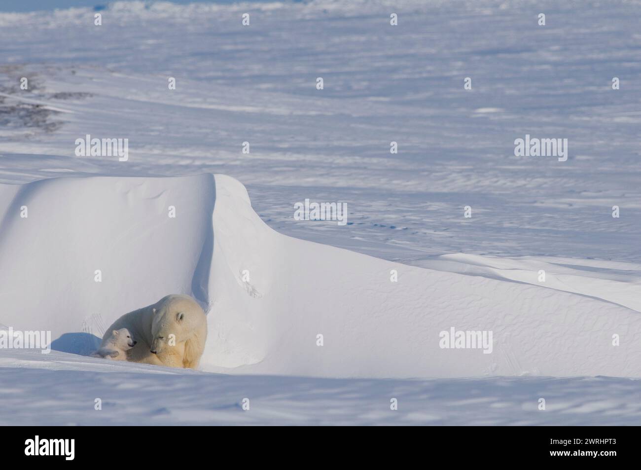 Eisbären Ursus maritimus Sau mit Frühlingsjungen, die im Spätwinterzeit ...