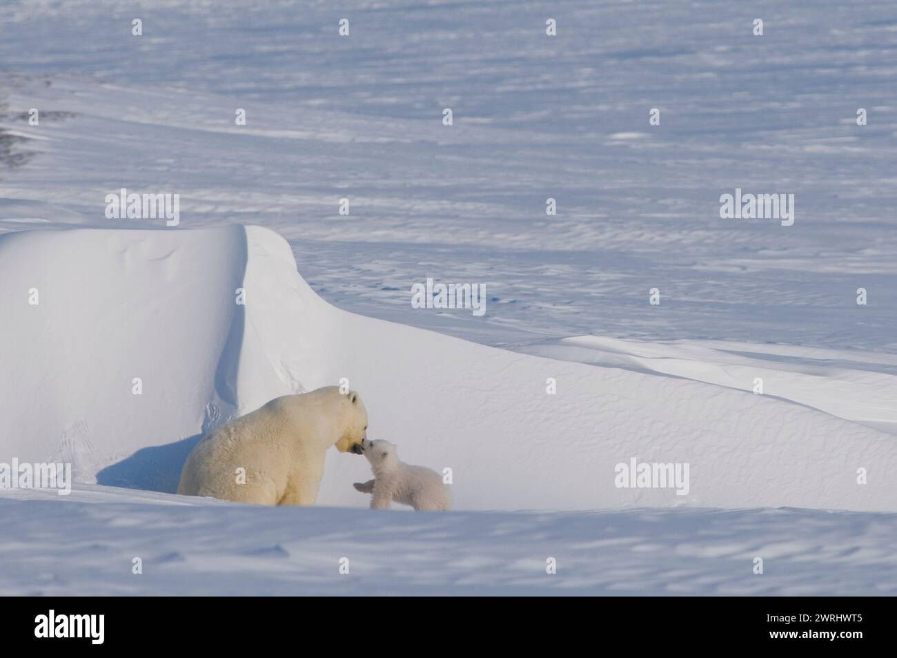 Eisbären Ursus maritimus Sau mit Frühlingsjungen, die im Spätwinterzeit ...