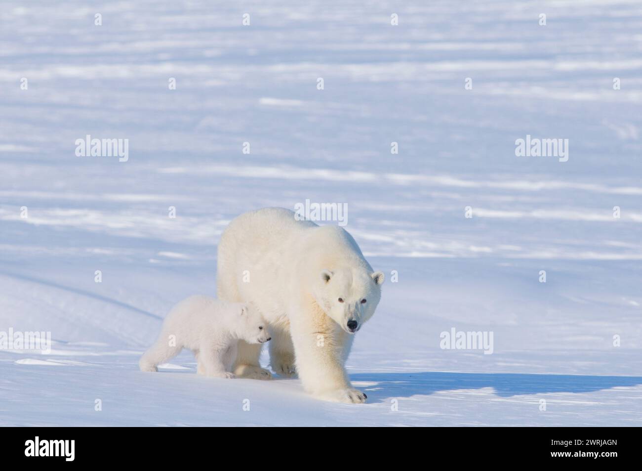 Eisbären Ursus maritimus Sau mit Frühlingsjungen, die im Spätwinterzeit ...