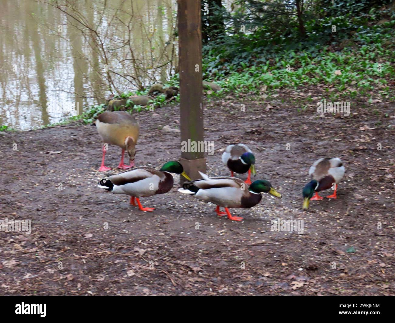 ...Ganz schön hungrig - diese Nilgans - ist ja auch eine saftige ...