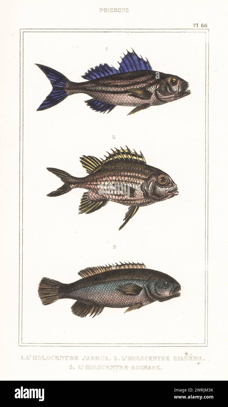 Jarbua terapon -Fotos und -Bildmaterial in hoher Auflösung – Alamy