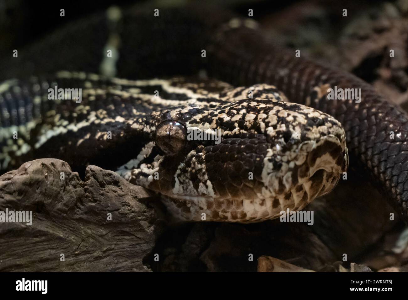 Boa constrictor occidentalis nichtgiftige Schlange, auch bekannt als ...