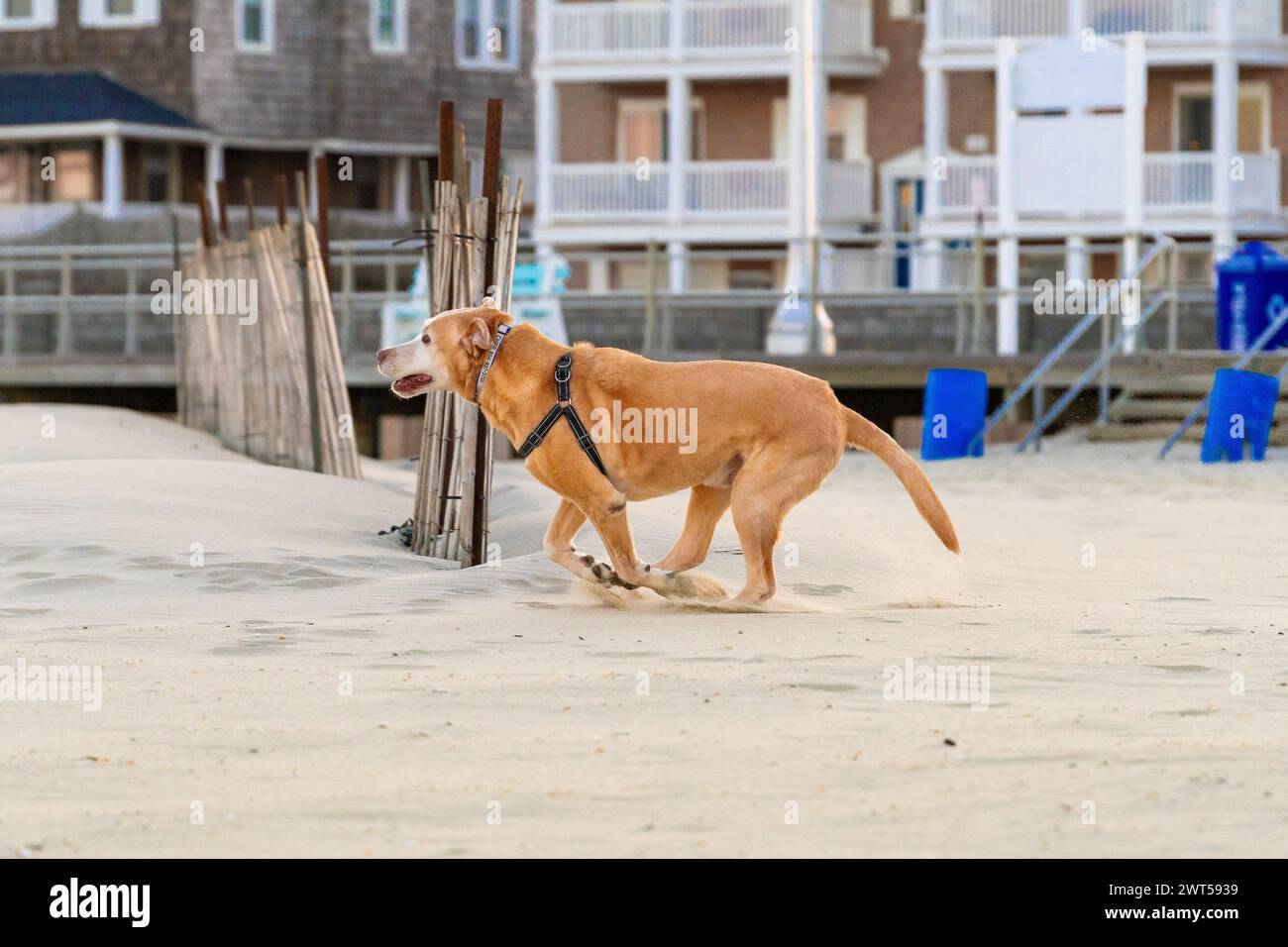 Profilaufnahme von Senior Yellow Labrador „Chief“, der seinen berühmten ...