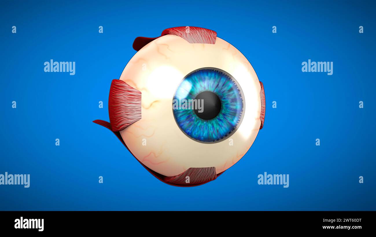 Eye anatomy illustration -Fotos und -Bildmaterial in hoher Auflösung ...