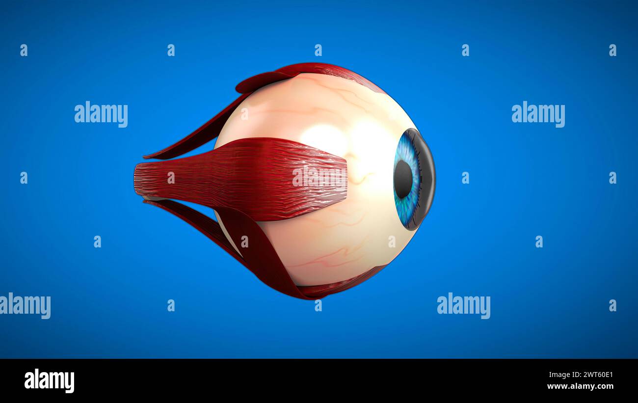 Anatomia oftalmologica -Fotos und -Bildmaterial in hoher Auflösung – Alamy