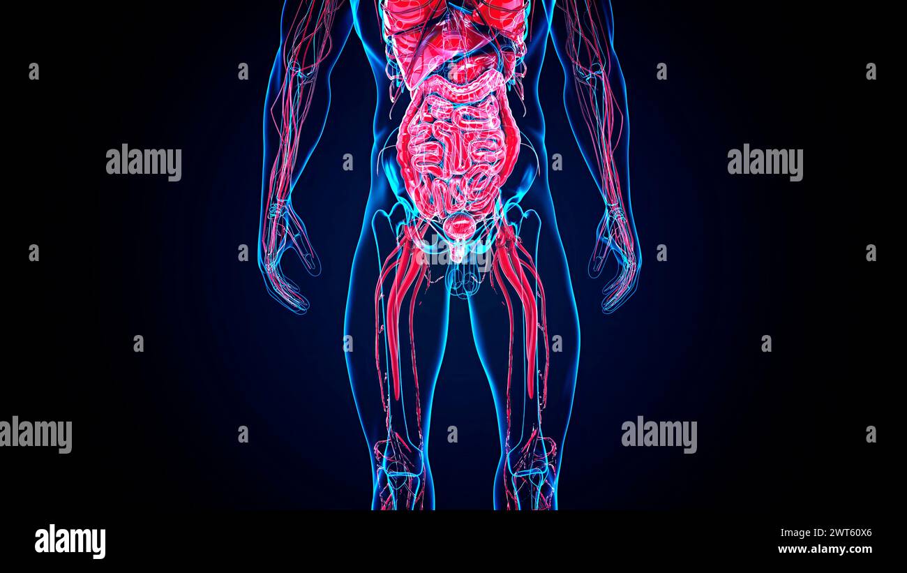 Male reproductive system anatomy -Fotos und -Bildmaterial in hoher ...