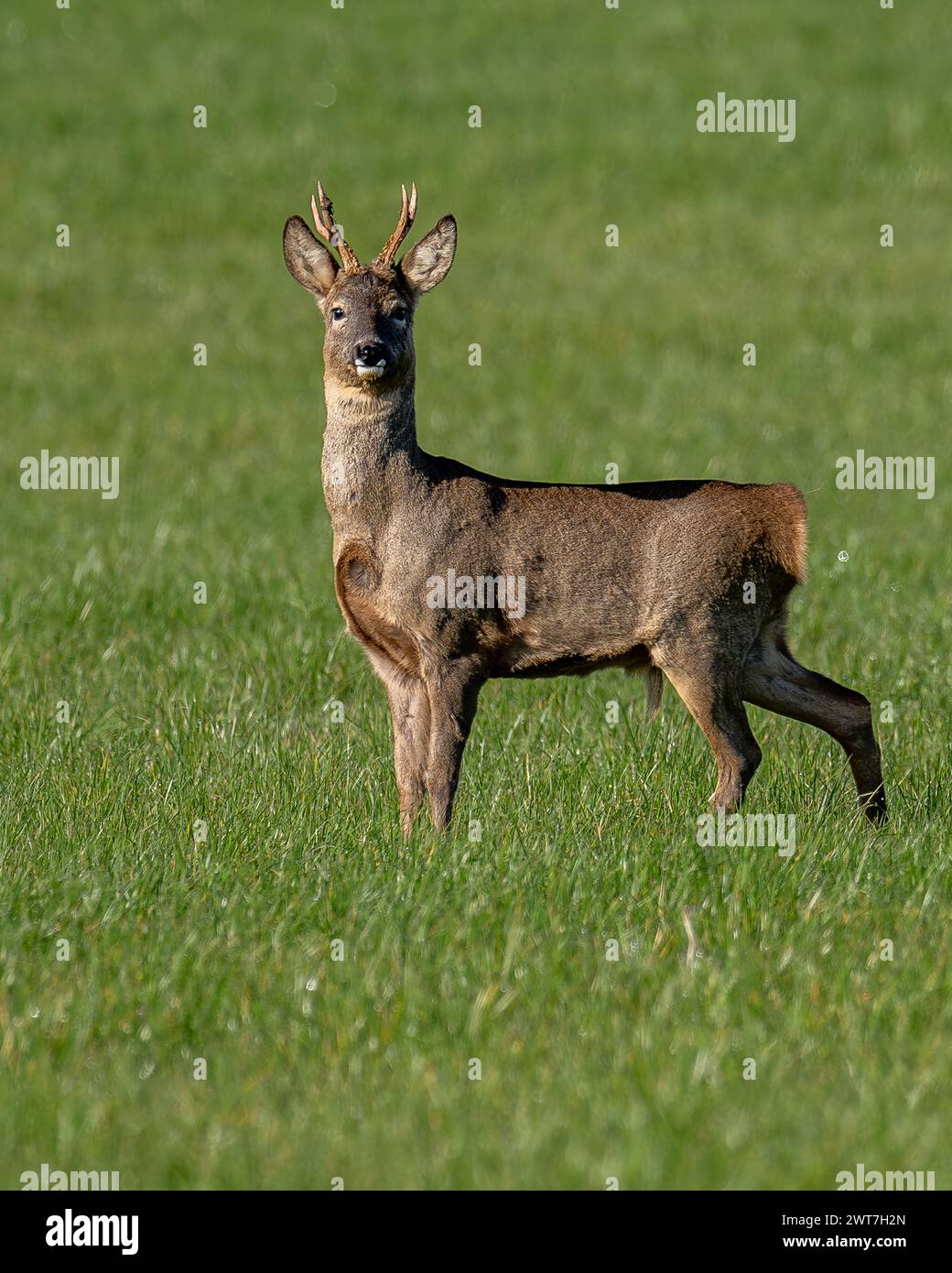 Rehbock und co -Fotos und -Bildmaterial in hoher Auflösung – Alamy