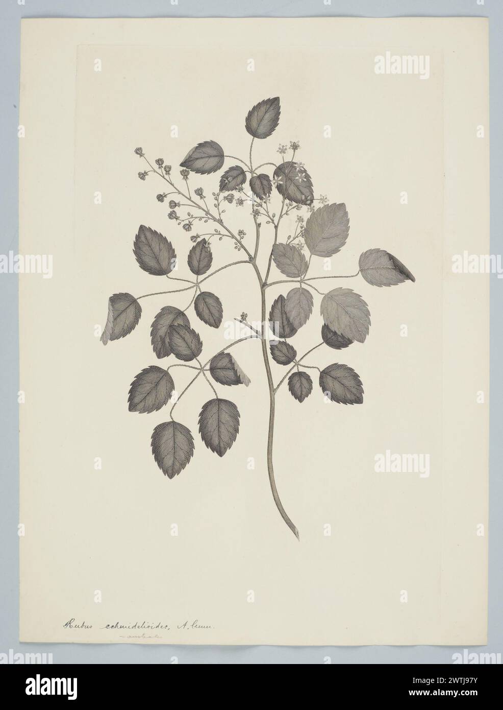 Rubus australis -Fotos und -Bildmaterial in hoher Auflösung – Alamy