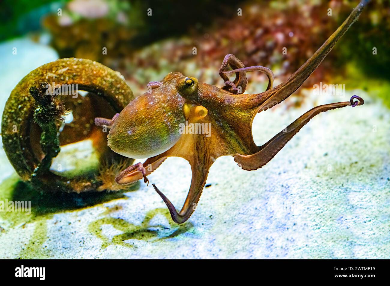 Octopus octopus vulgaris aquarium -Fotos und -Bildmaterial in hoher ...