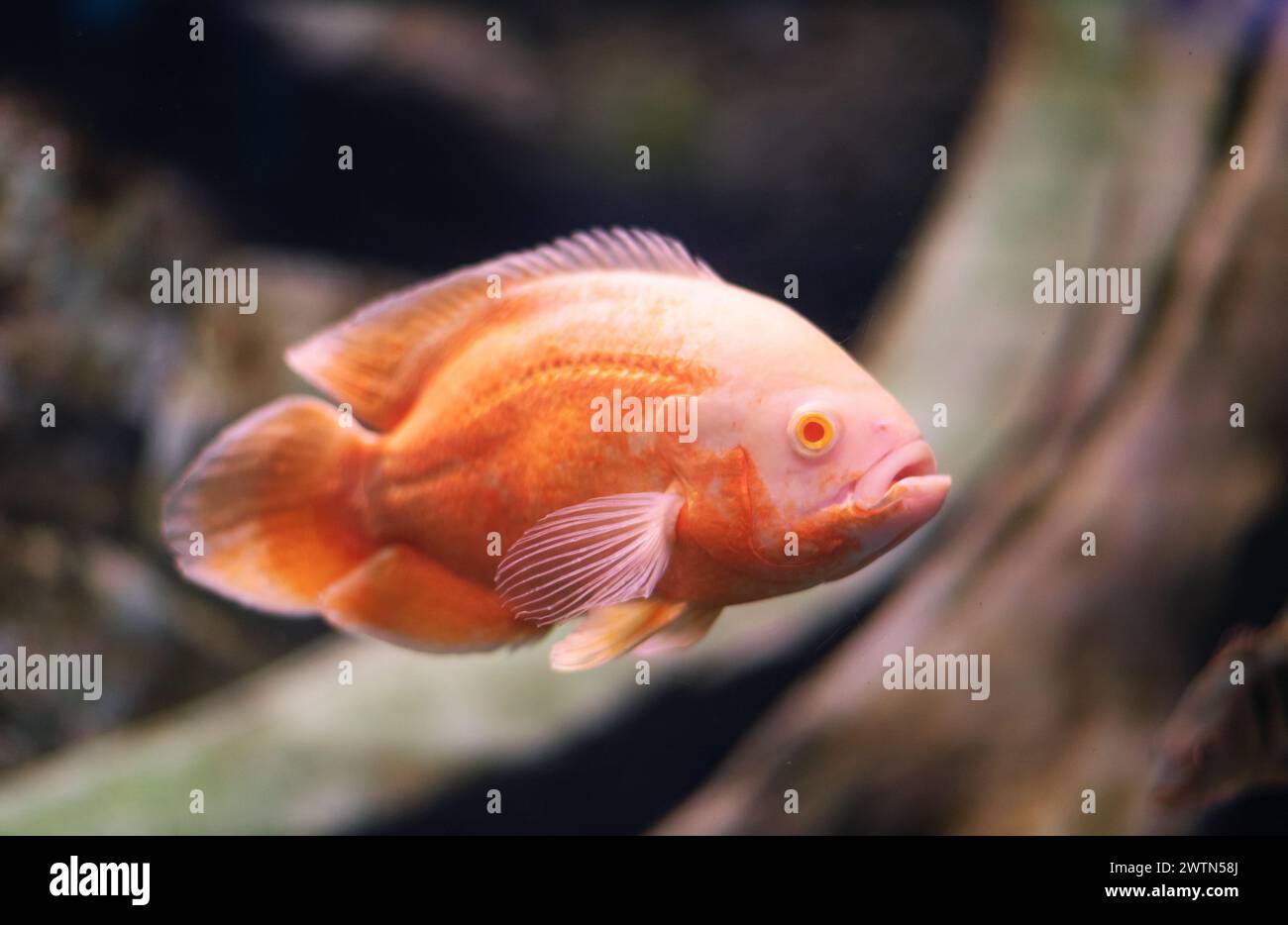 Marble cichlid -Fotos und -Bildmaterial in hoher Auflösung – Alamy
