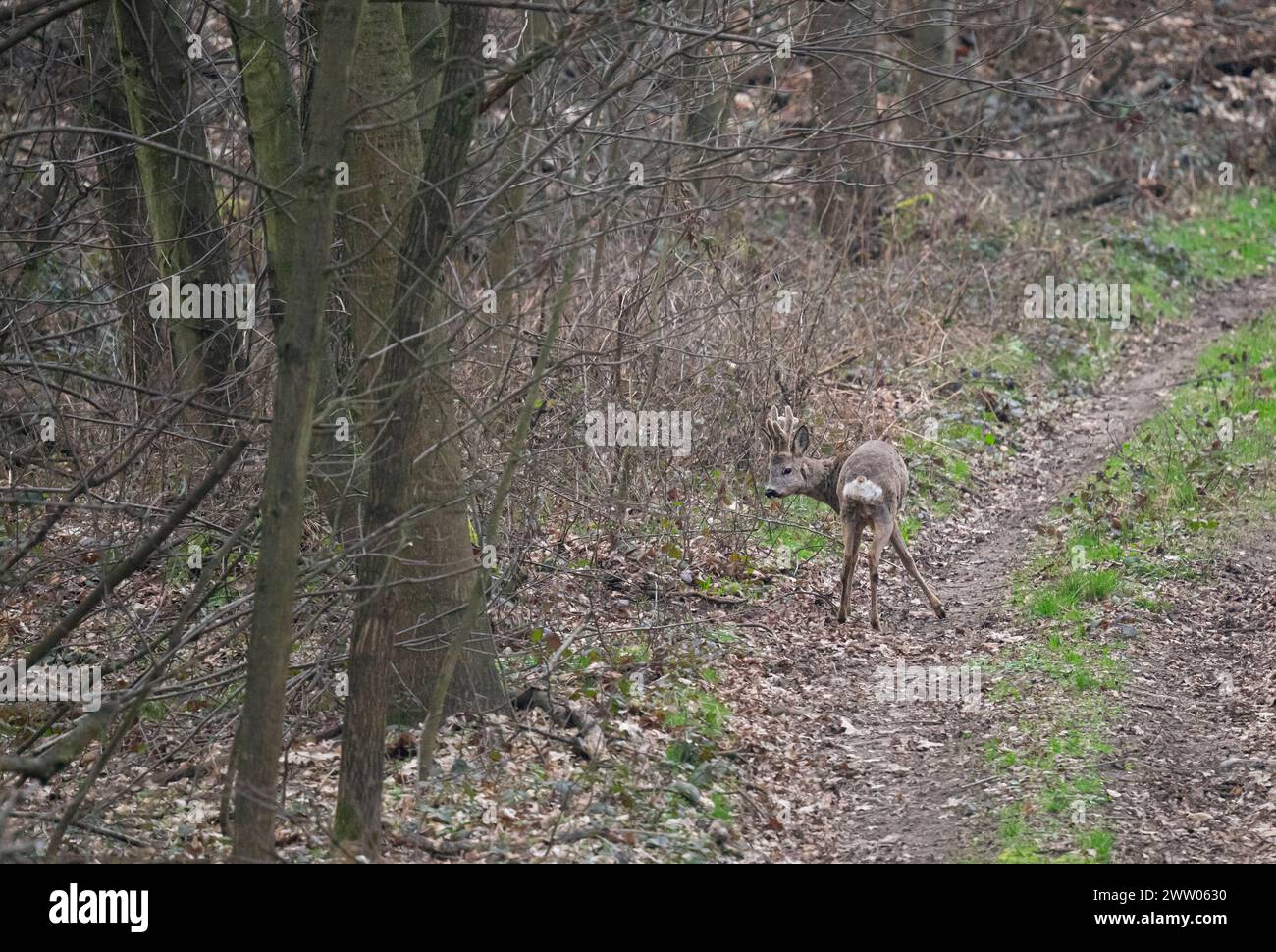 Ziege in der natur -Fotos und -Bildmaterial in hoher Auflösung – Alamy
