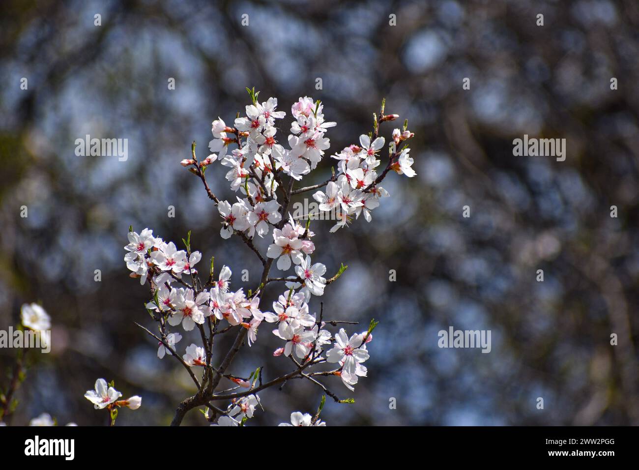 Mandel Blossom Trees on Spring Season beginnend am 20. März 2024 ...