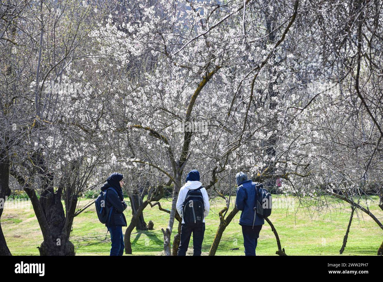 Mandel Blossom Trees on Spring Season beginnend am 20. März 2024 ...